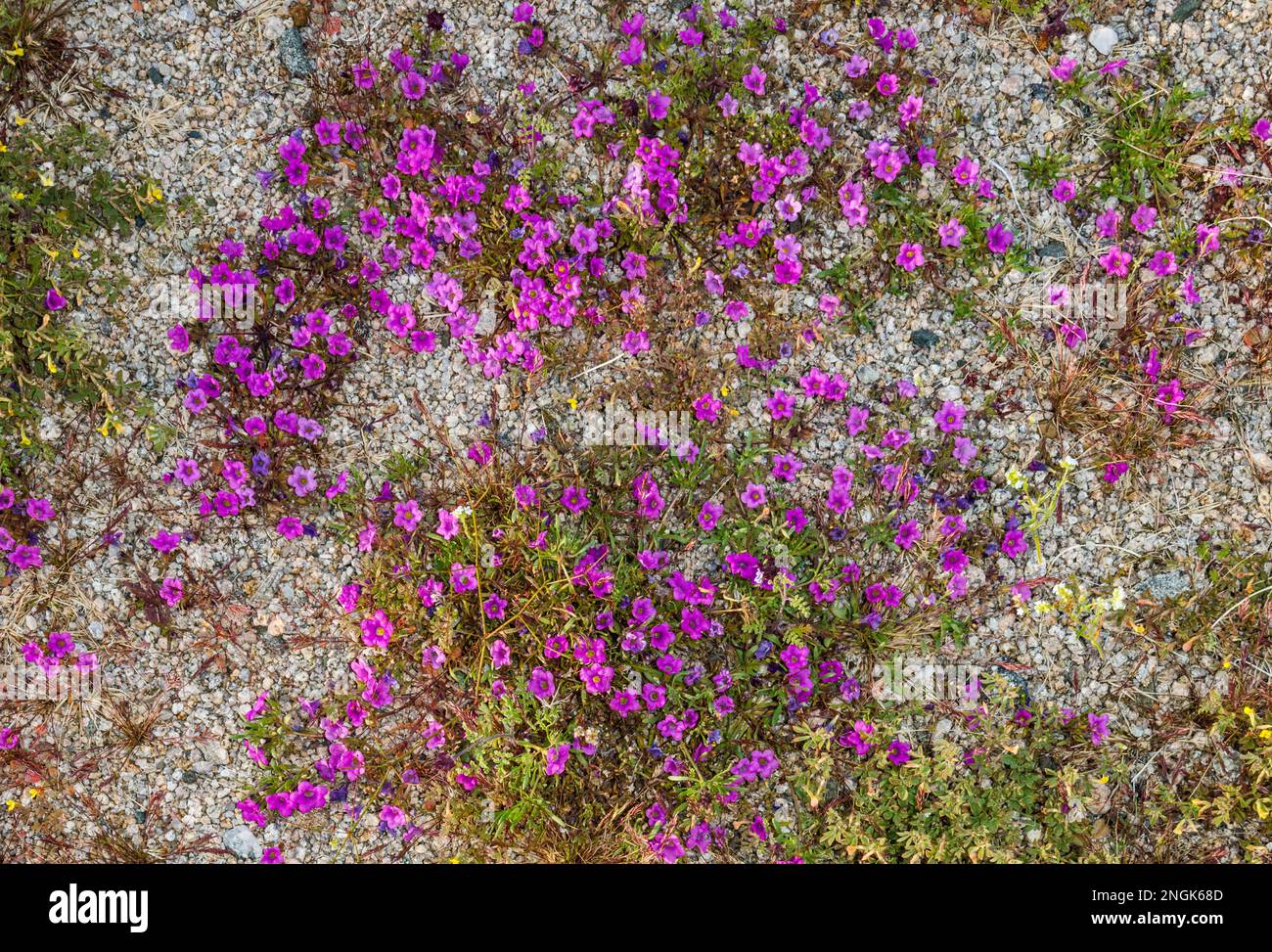 Purple california wildflowers hi-res stock photography and images - Alamy