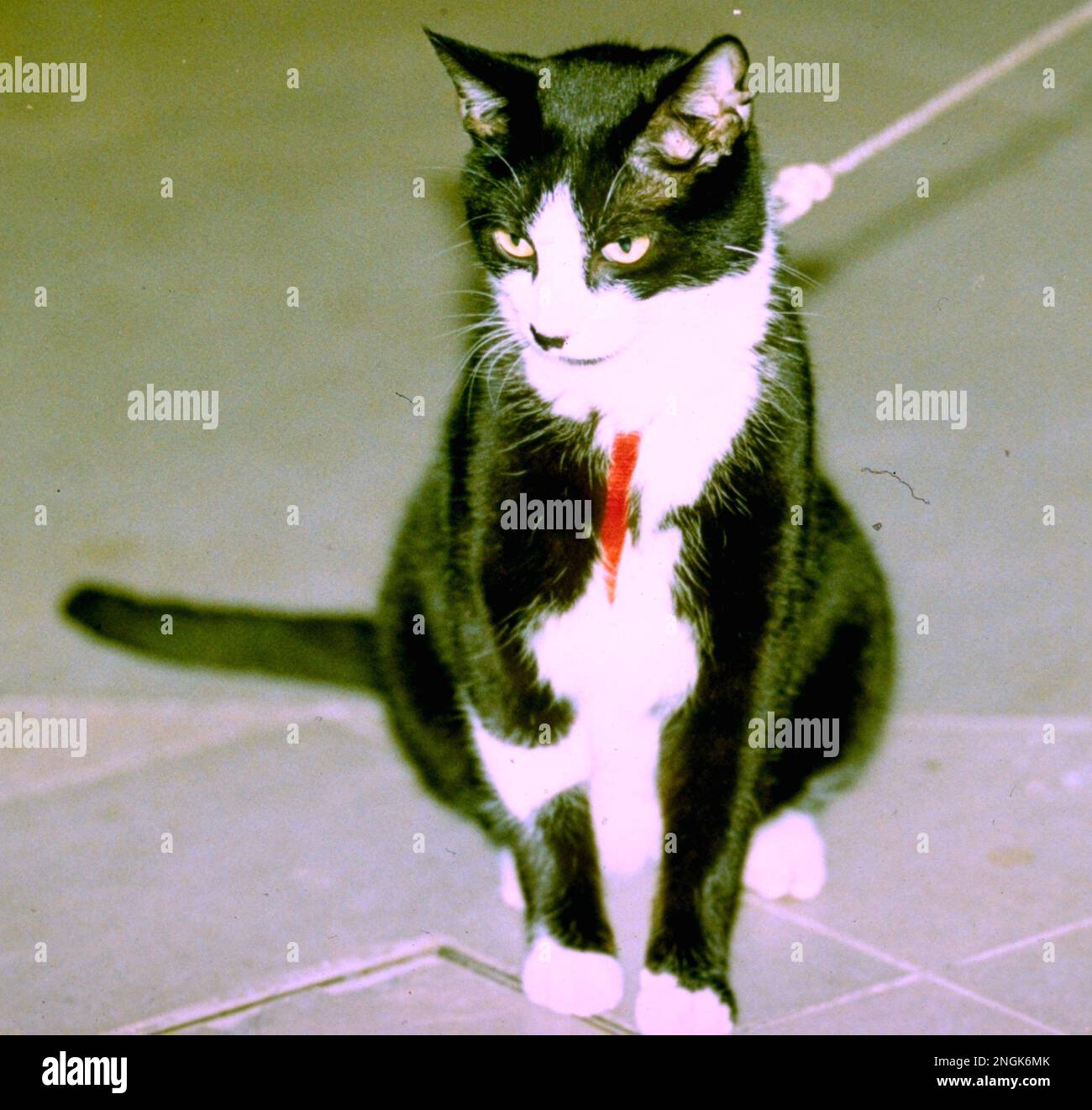 This is a March 1993 file photo of "Socks" the cat. (AP Photo/ Marcy ...
