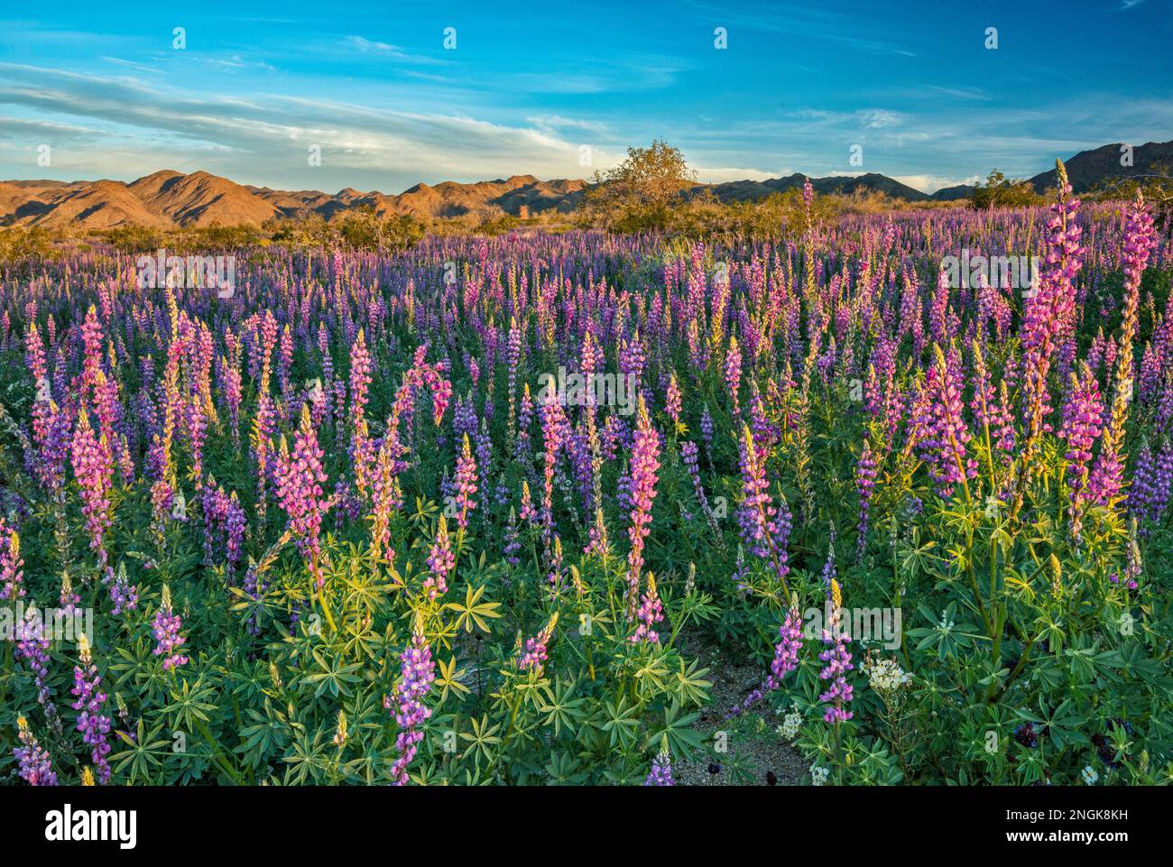 Lupin sunrise hi-res stock photography and images - Alamy
