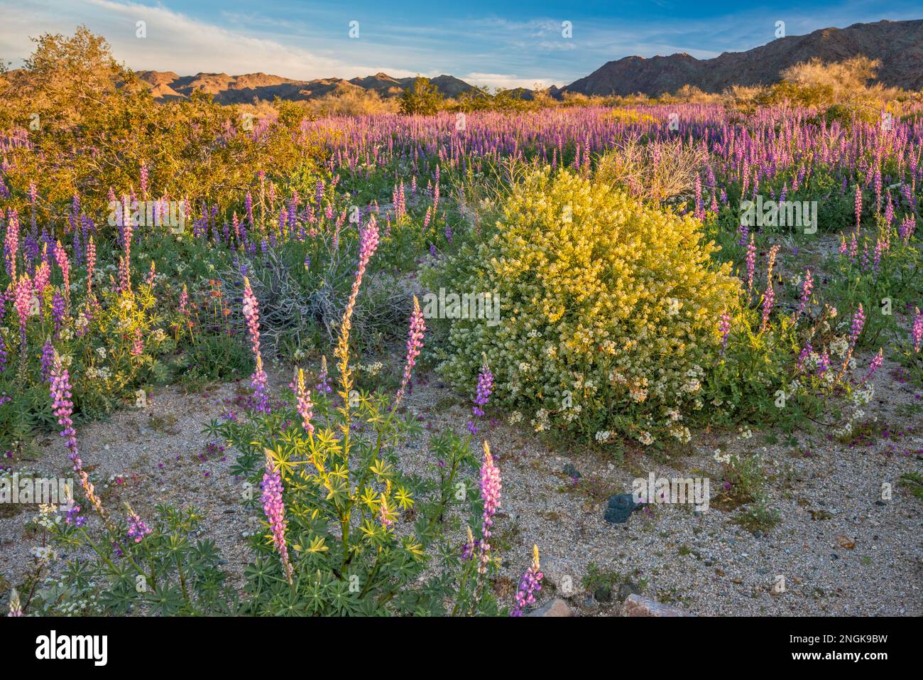 Lupin sunrise hi-res stock photography and images - Alamy