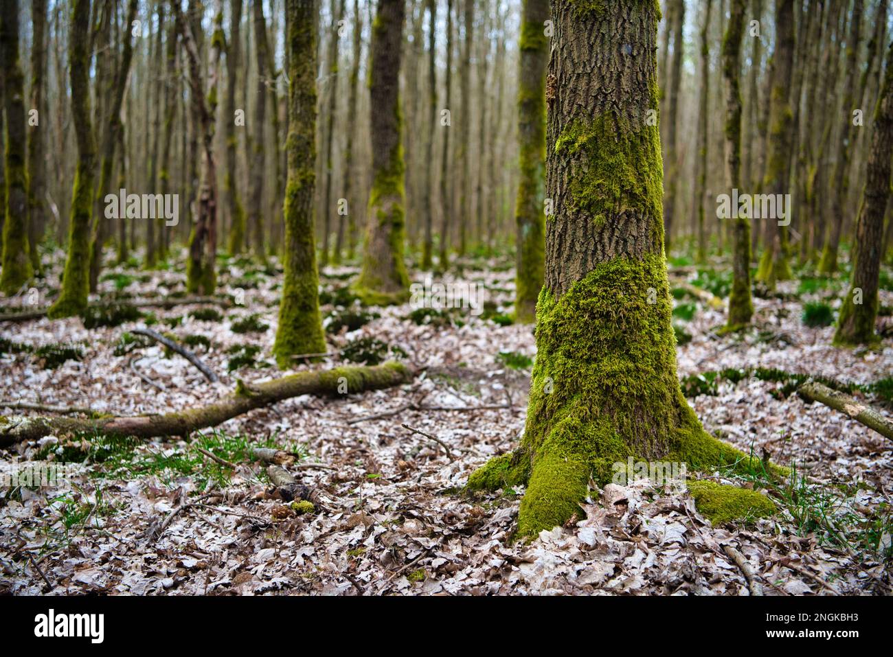 Trunks of a trees, overgrown with green moss on the north side, against ...