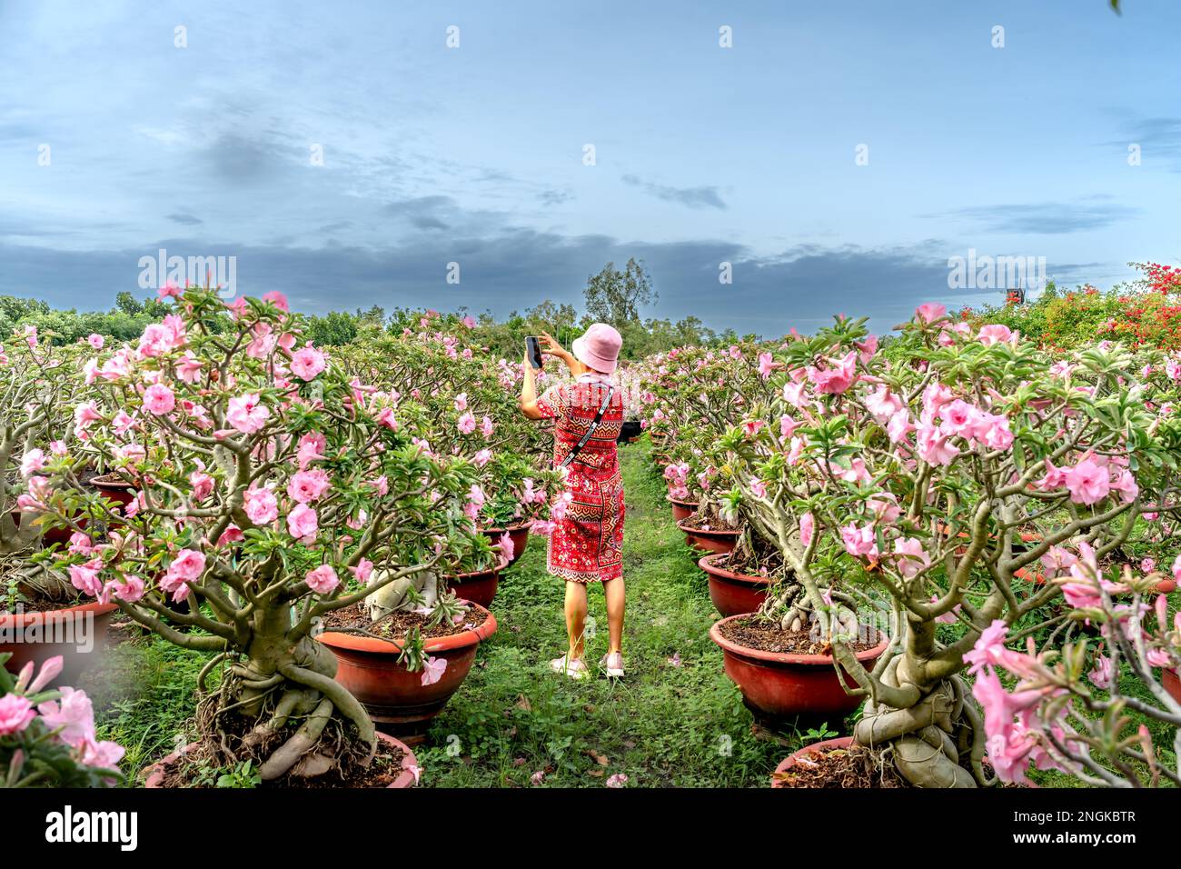 A female tourist visits a garden with beautiful pink adenium flower ...