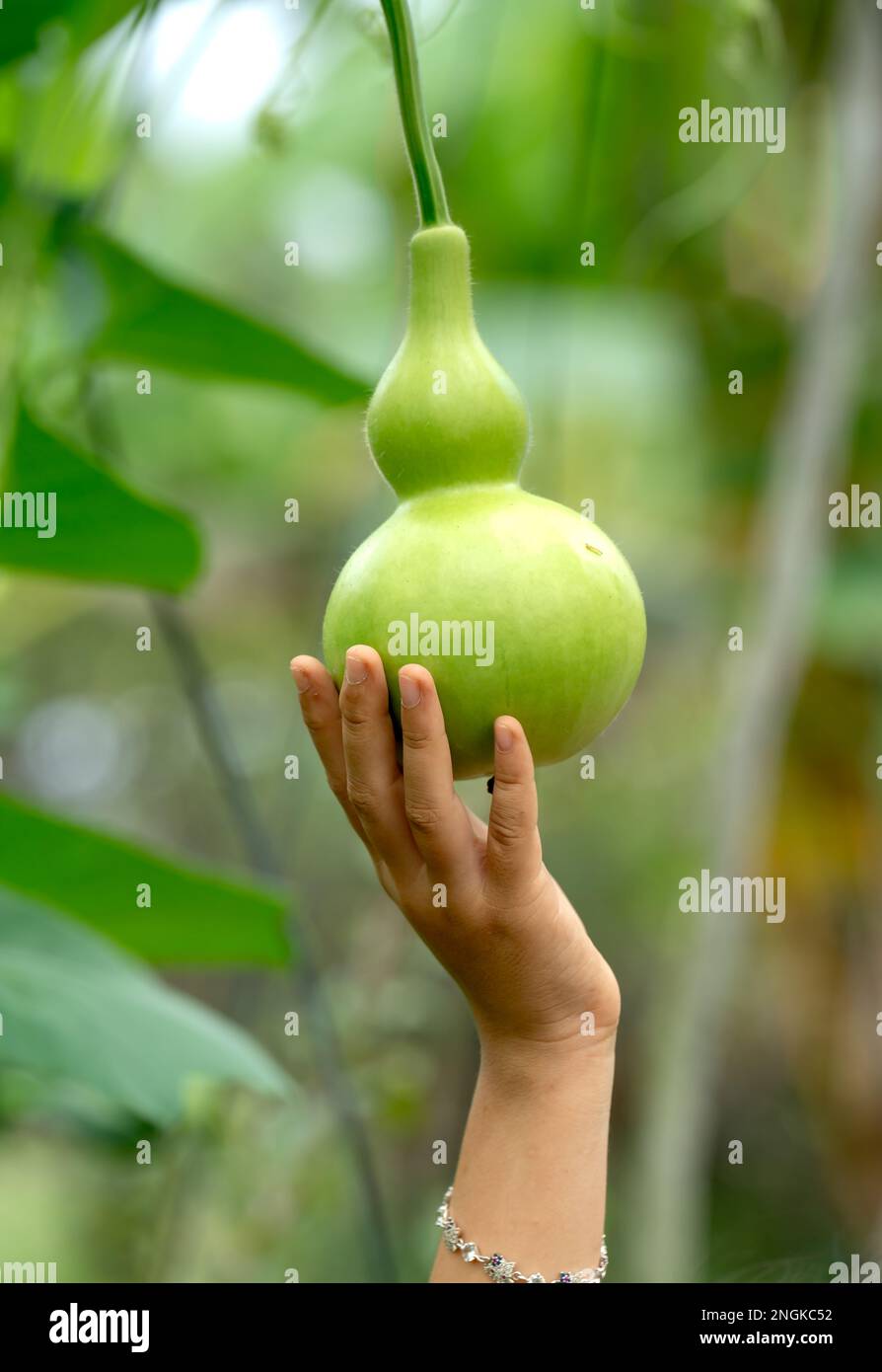Vegetable garden in the harvest season with the gourds hanging on the ...
