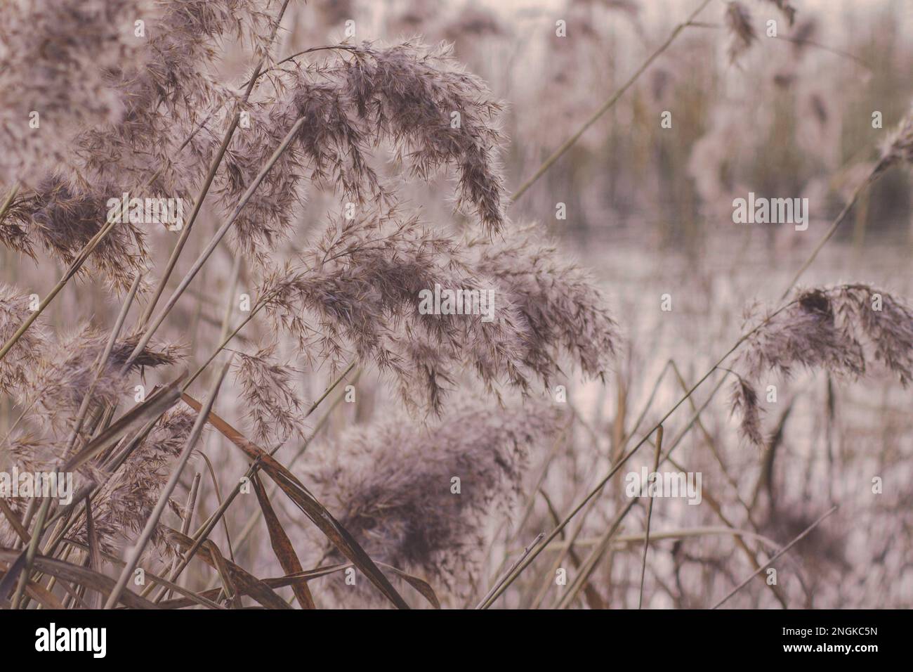 A large group of Common Reed Phragmites blowinf in the wind Stock Photo ...