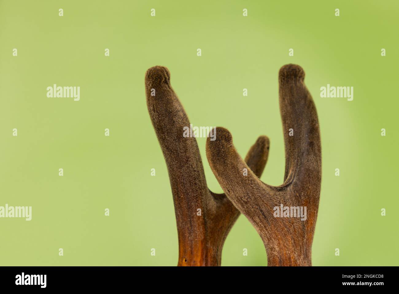 Velvet antler in green background. cartilaginous antler in a ...