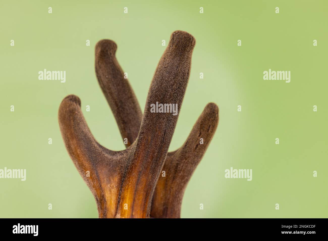 Velvet antler in green background. cartilaginous antler in a ...