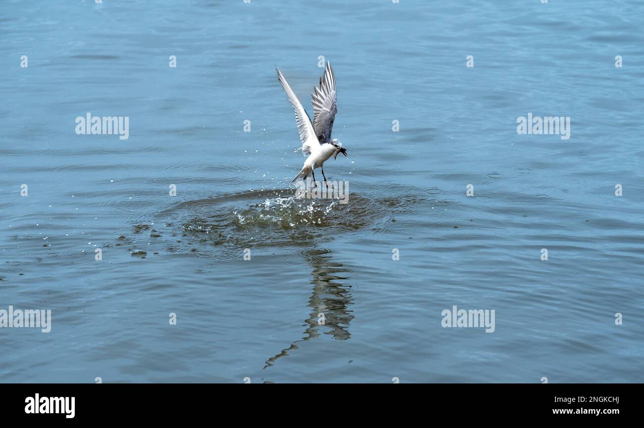 Seagull catching the fish in the sea Stock Photo - Alamy