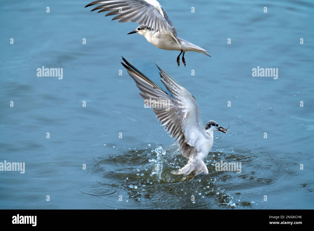 Seagull catching the fish in the sea Stock Photo - Alamy