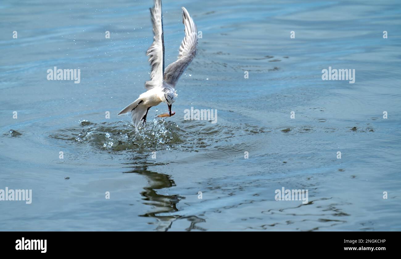 Seagull catching the fish in the sea Stock Photo - Alamy