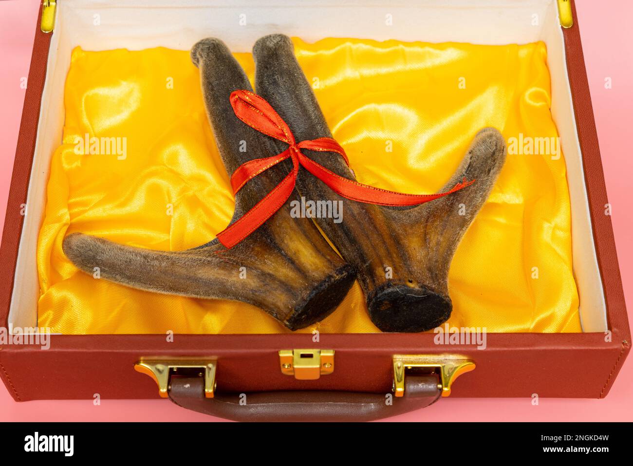 Velvet antler in luxury gift box. cartilaginous antler in a ...