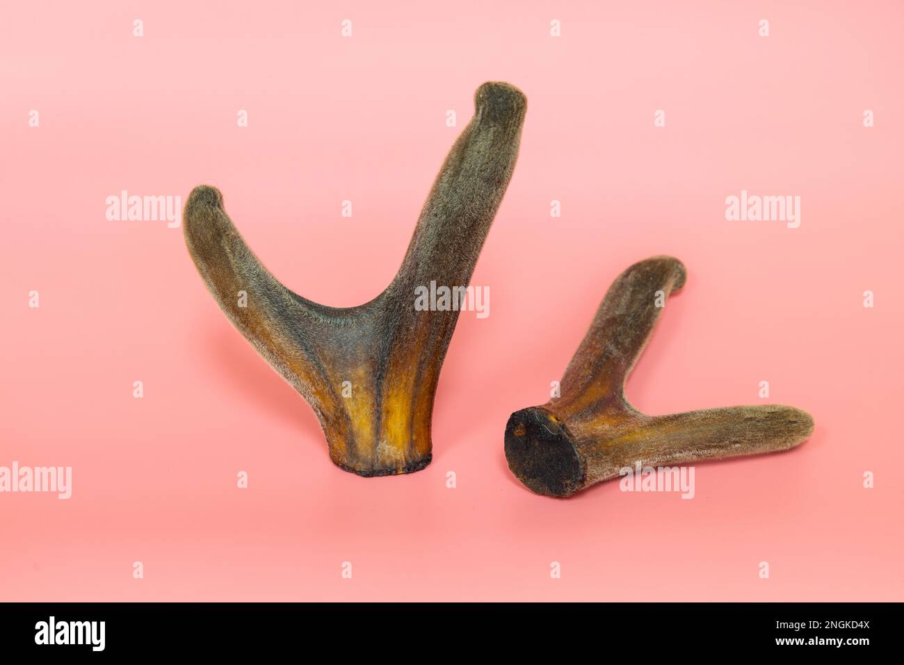 Velvet antler in pink background. cartilaginous antler in a ...