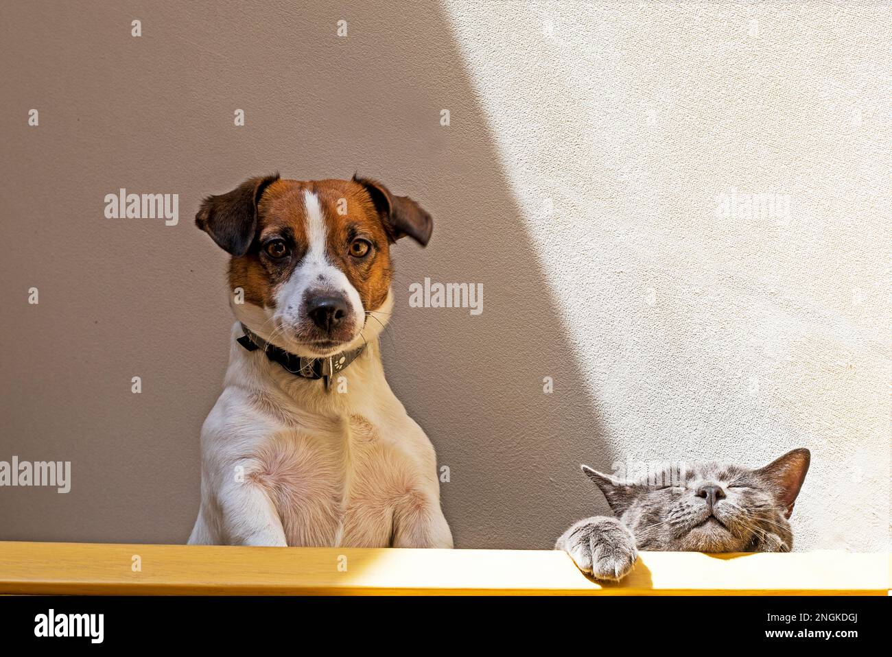 cute jack russell terrier puppy is guarding the sleep of his friend ...