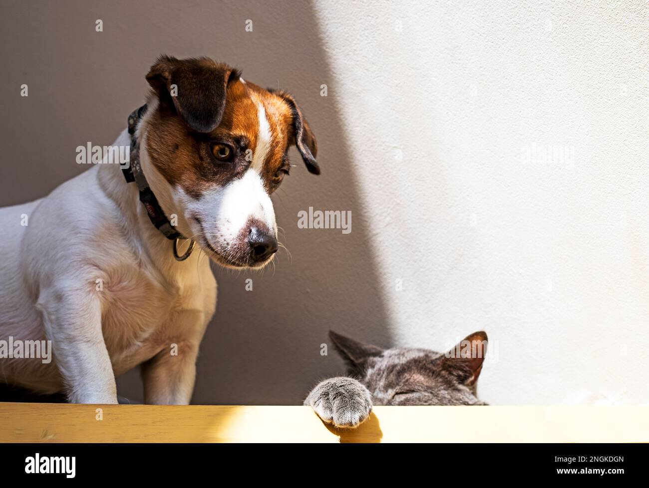 cute jack russell terrier puppy is playing with a gray cat. Bottom view ...