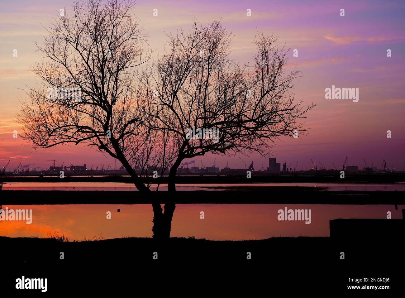 Gothic tree silhouette hi-res stock photography and images - Alamy