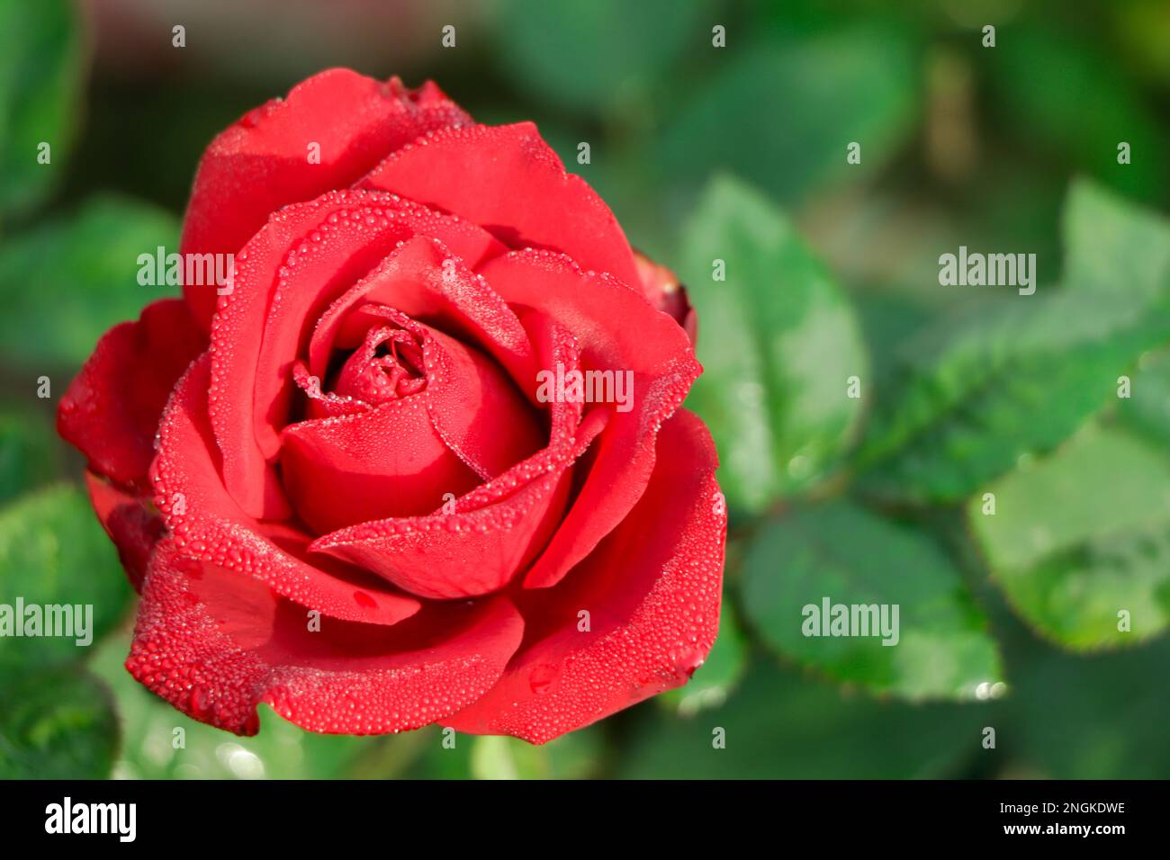 Splendid rose garden hi-res stock photography and images - Alamy
