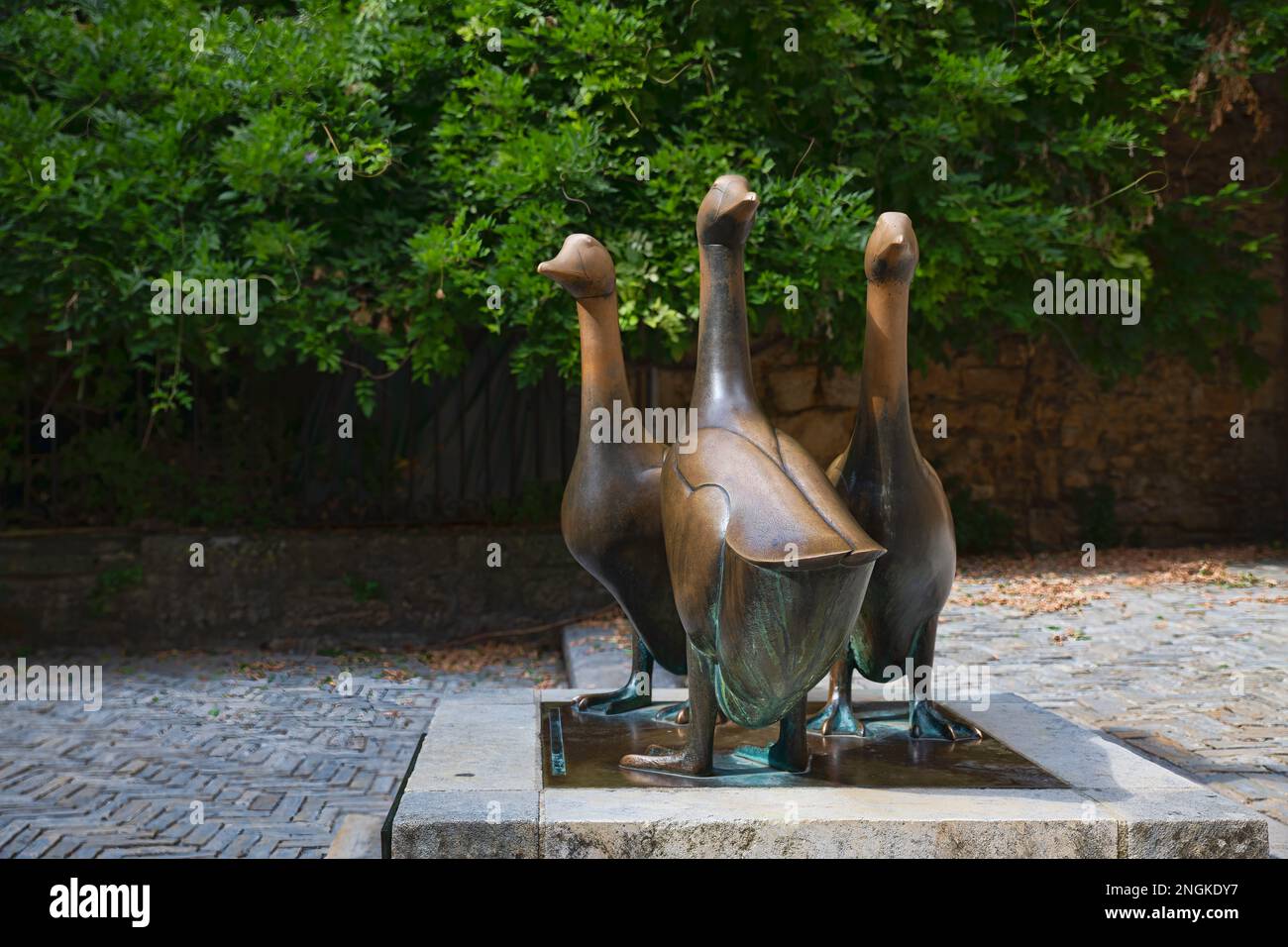 Feeding geese for foie gras hi-res stock photography and images - Alamy