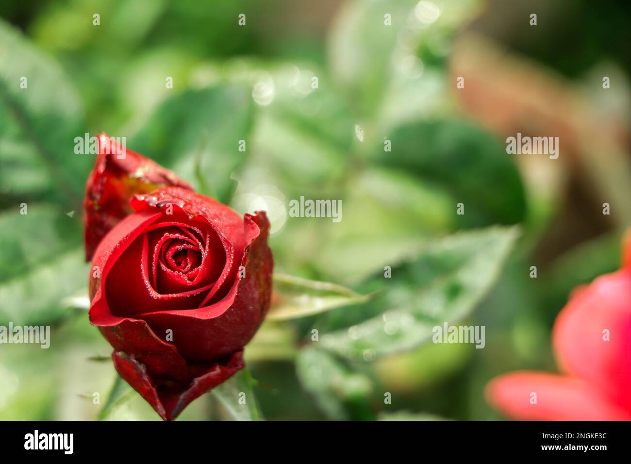 One red rose on green background Stock Photo - Alamy