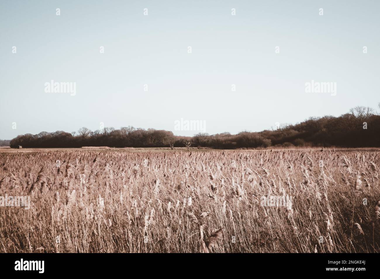 A golden reed field with forest in background, tranquil rural scene in ...