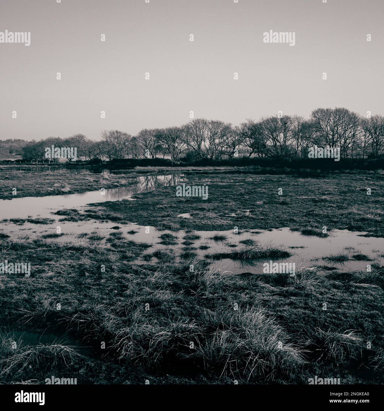 A black and white photo of wetlands in Brading Marshes nature reserve ...
