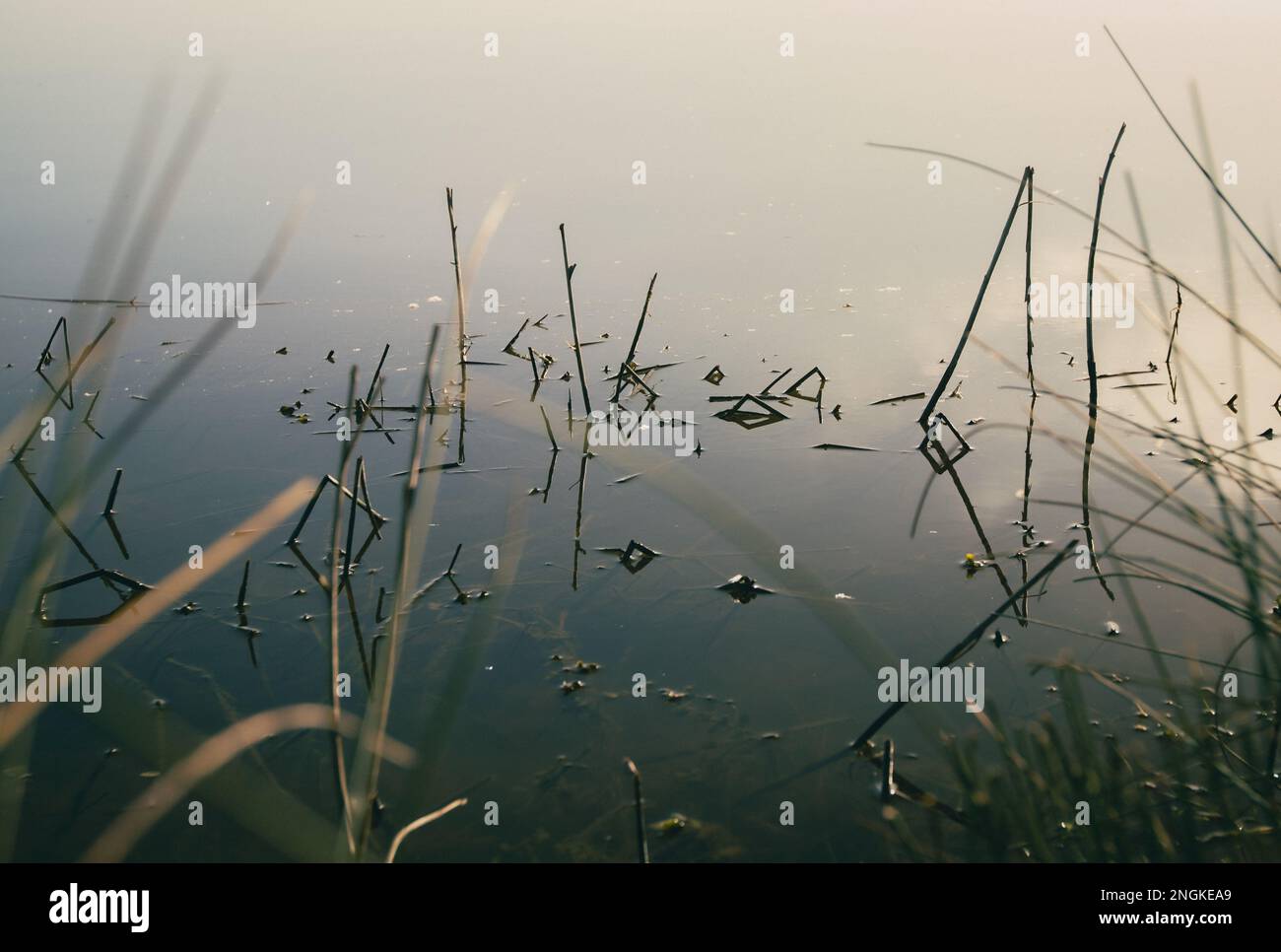 A tranquil body of water surrounded by lush grass in a shallow area ...