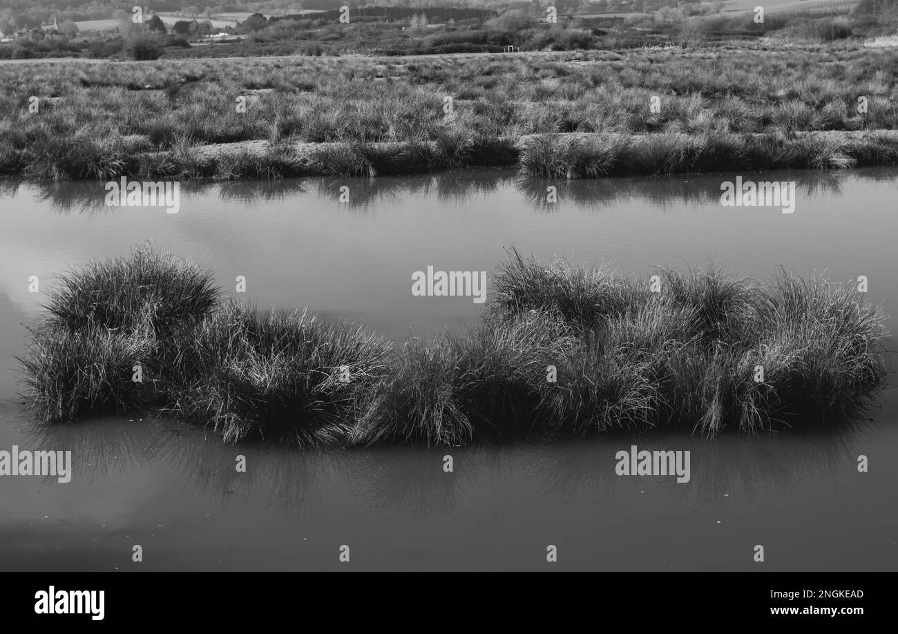 A black and white photograph of a bush bobbing on the tranquil waters ...