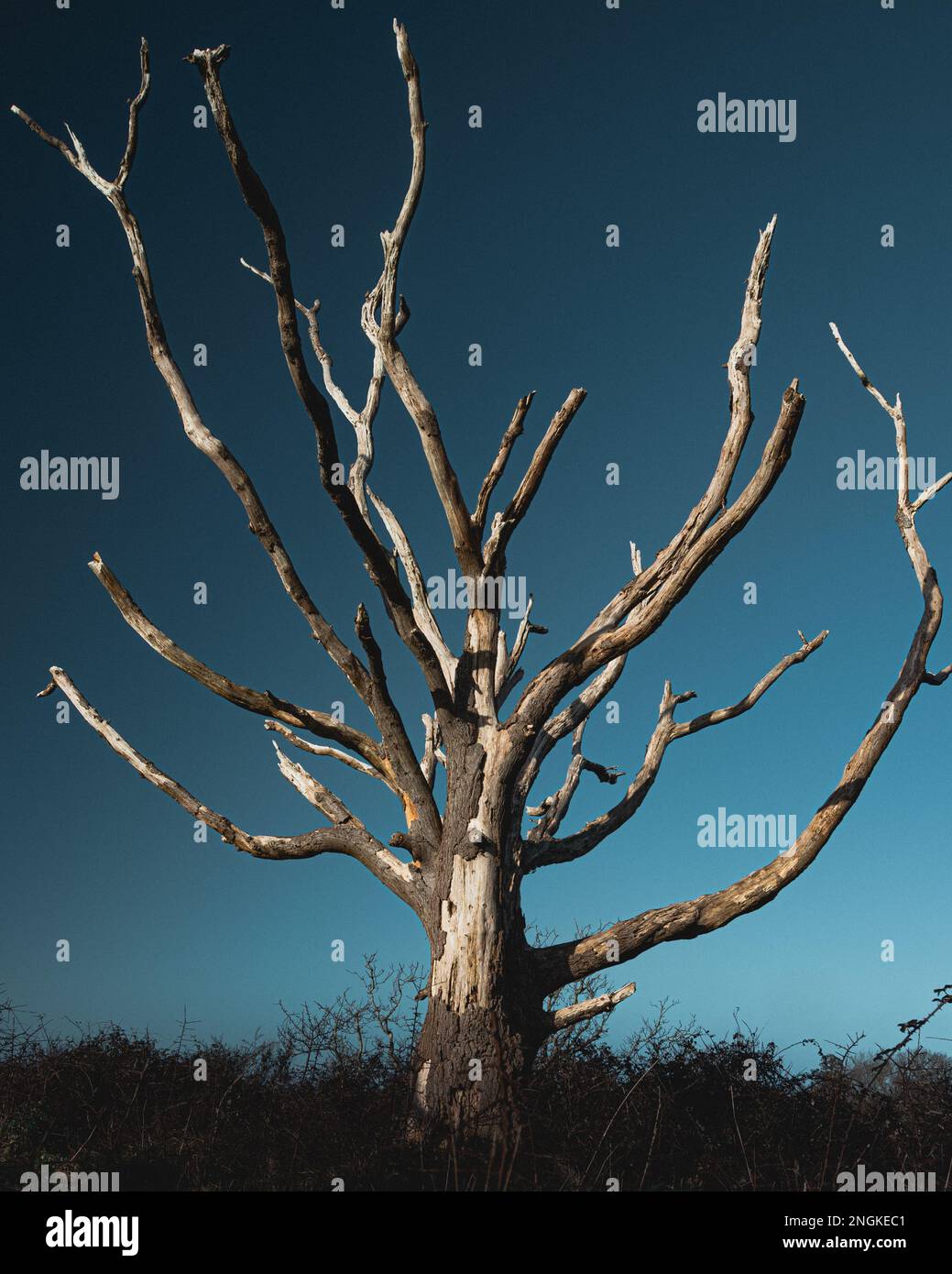 A dead tree standing alone in a grassy field, surrounded by overgrowth ...