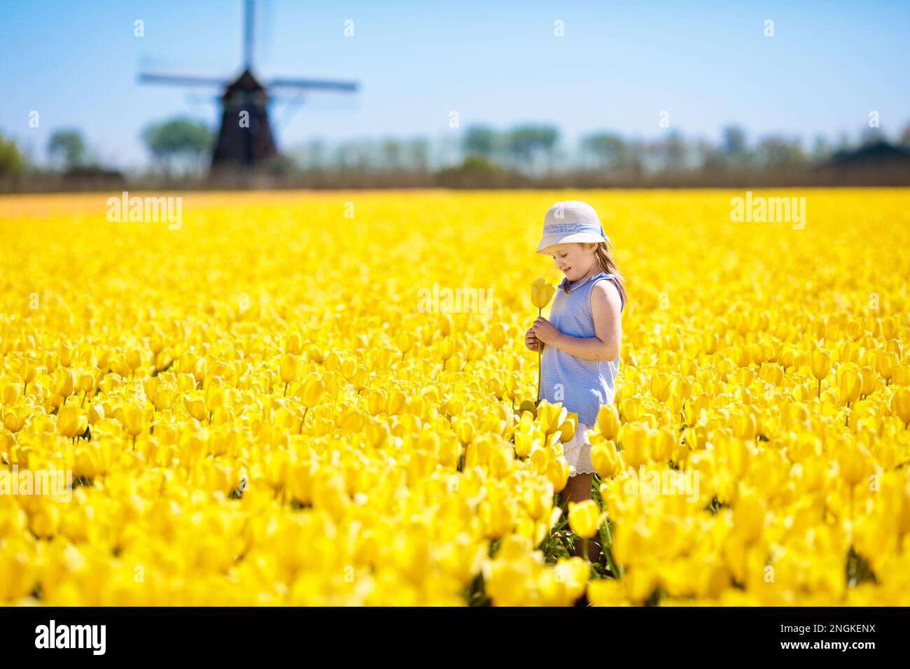 Child in tulip flower field with windmill in Holland. Little Dutch girl ...