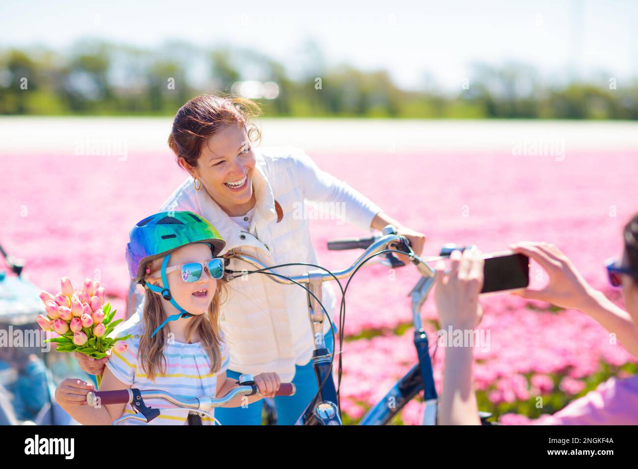 Dutch family riding bicycle in tulip flower fields in Netherlands ...