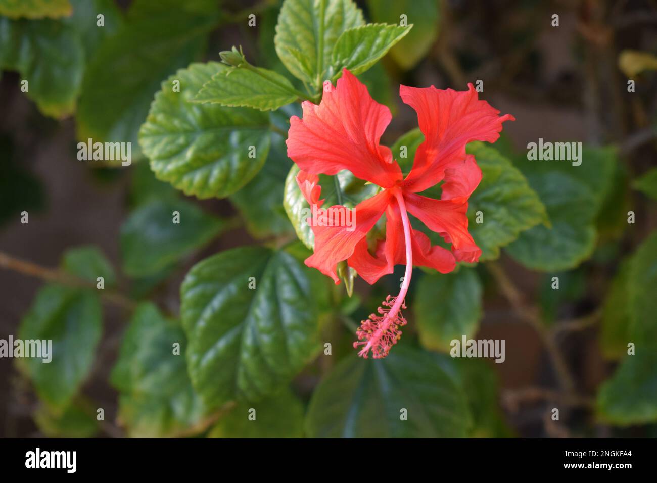 A single red Hibiscus rosa-sinensis flower on a hibiscus bush Stock ...