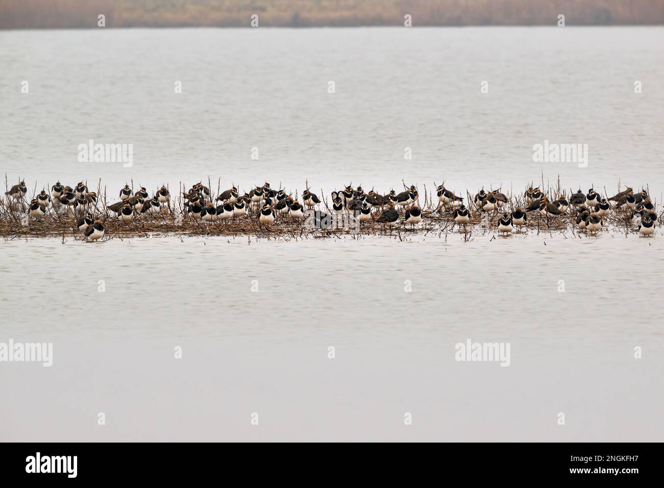 A flock of Lapwing Vanellus vanellus resting on a stretch of mud at an ...