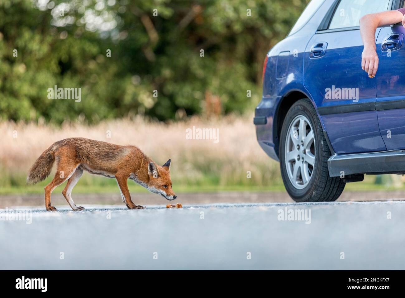 Fox; Vulpes vulpes; In a KFC Car Park; UK Stock Photo - Alamy