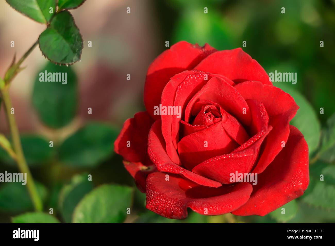 Red rose blooming in garden Stock Photo - Alamy