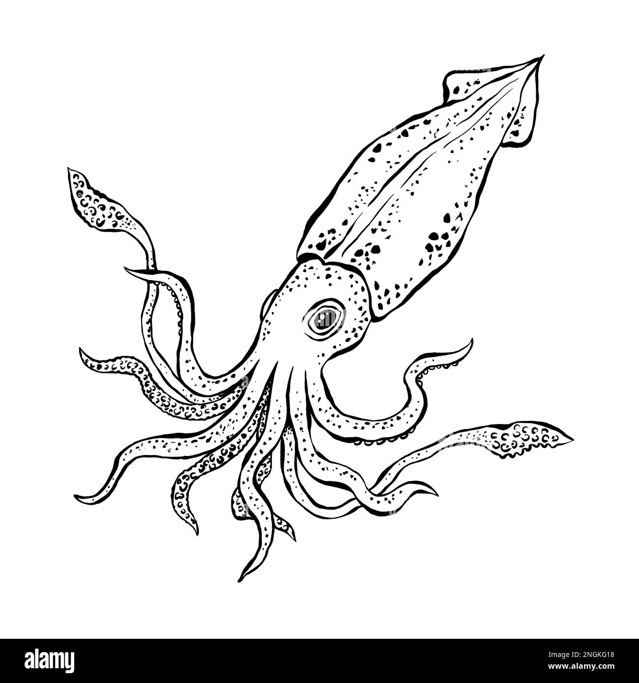 Squid sketch. Hand drawn detailed vector illustration of sea animal ...