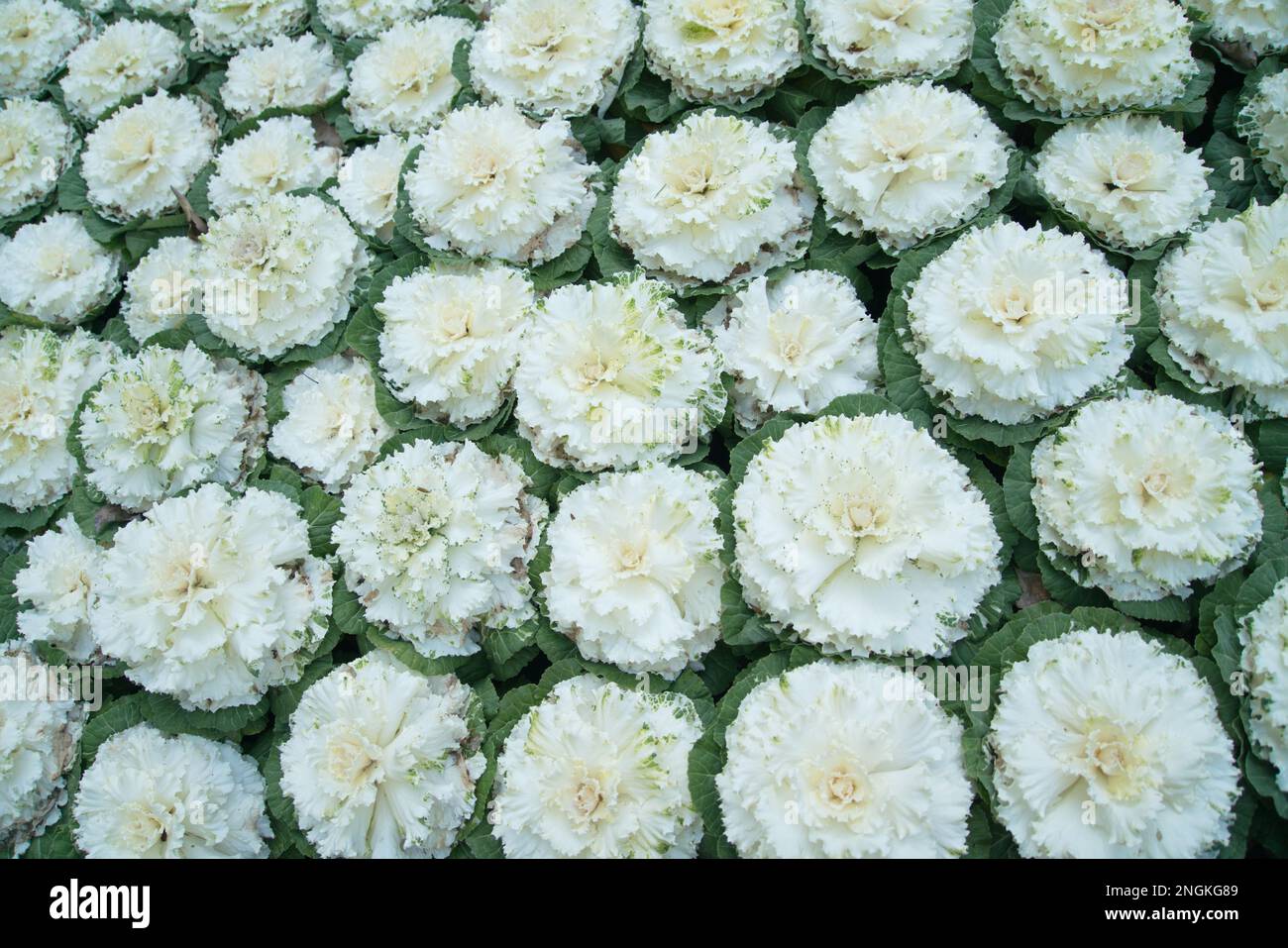 Beautiful Vegetables plant growth in the garden Stock Photo - Alamy