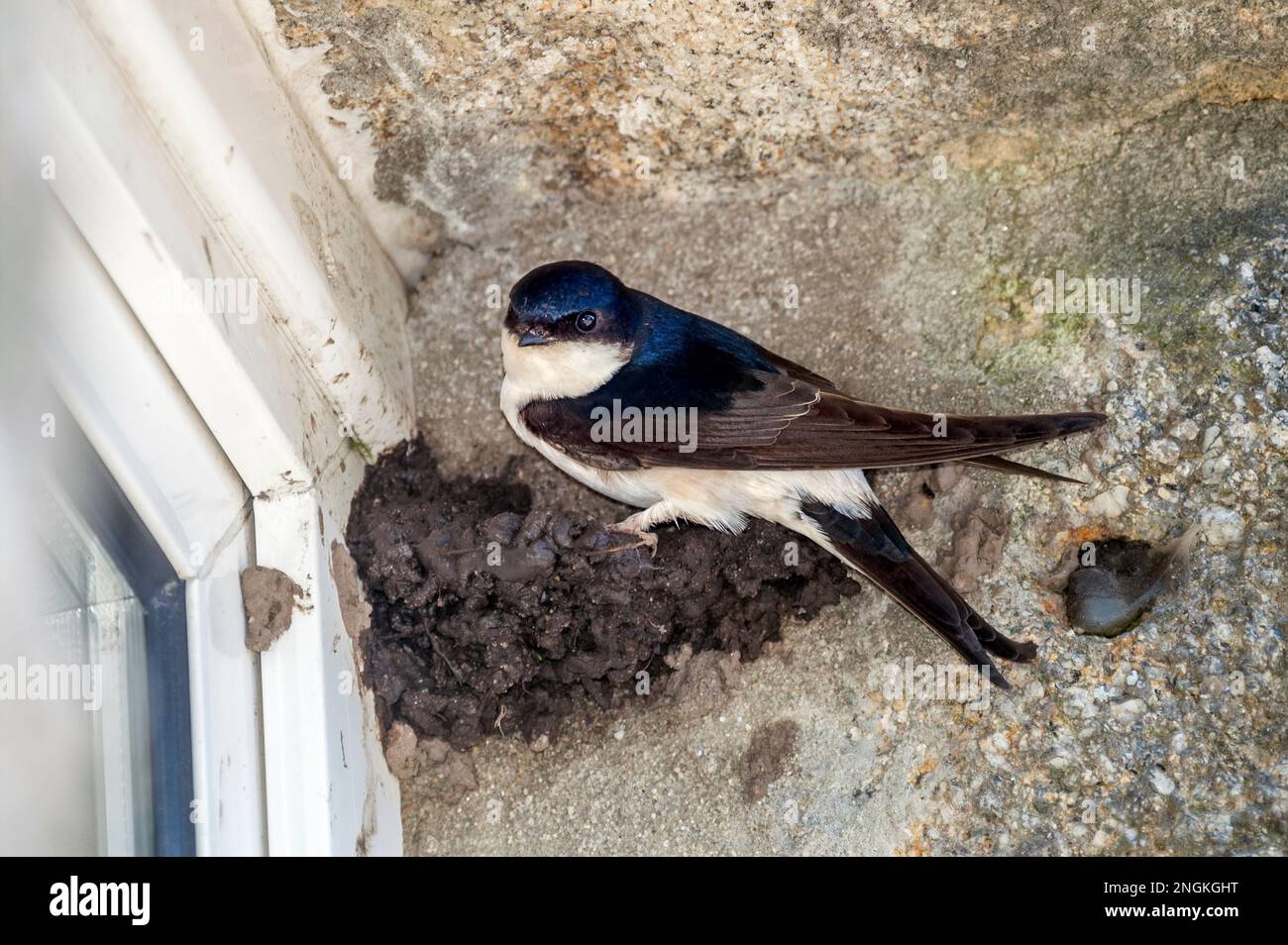 House martin nest uk hi-res stock photography and images - Alamy
