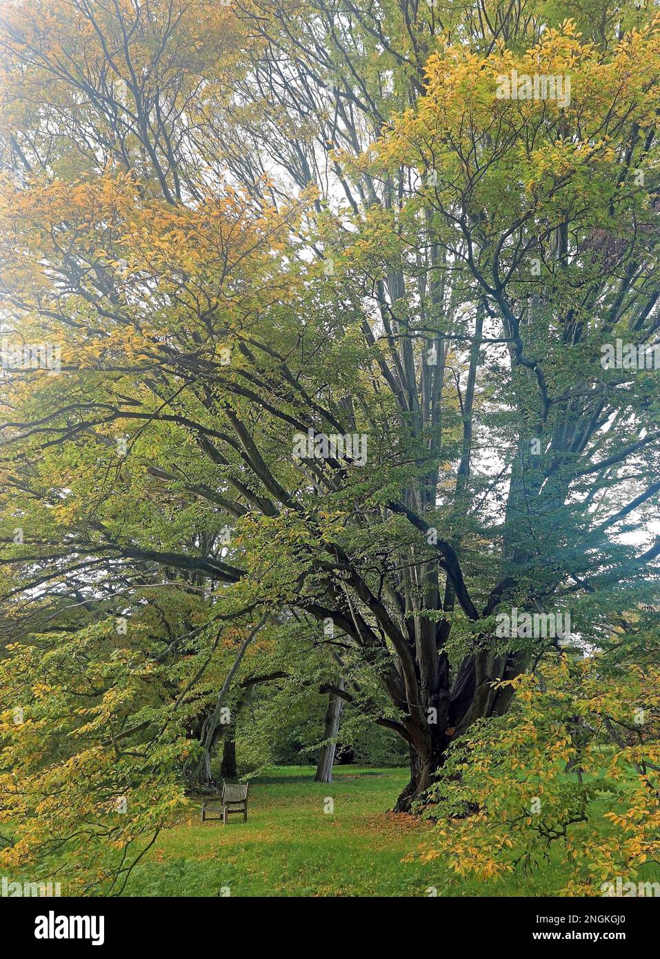 An ancient Hornbeam (Carpinus Betulus) towers above the bench below in ...