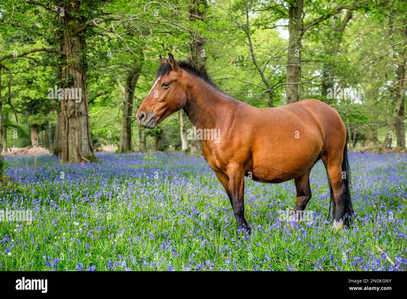 New Forest Pony; Bluebells; Spring; New Forest; UK Stock Photo - Alamy