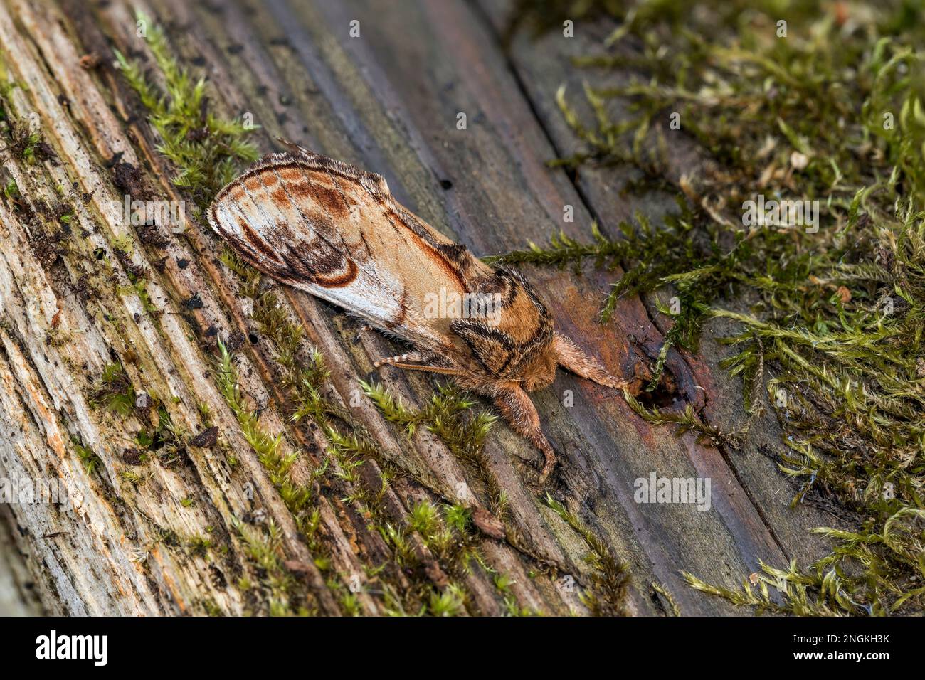 Pebble prominent moth hi-res stock photography and images - Alamy