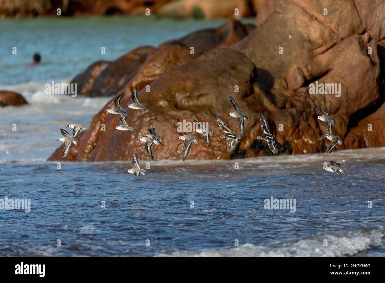 Sanderling; Calidris alba; Flight; UK Stock Photo - Alamy