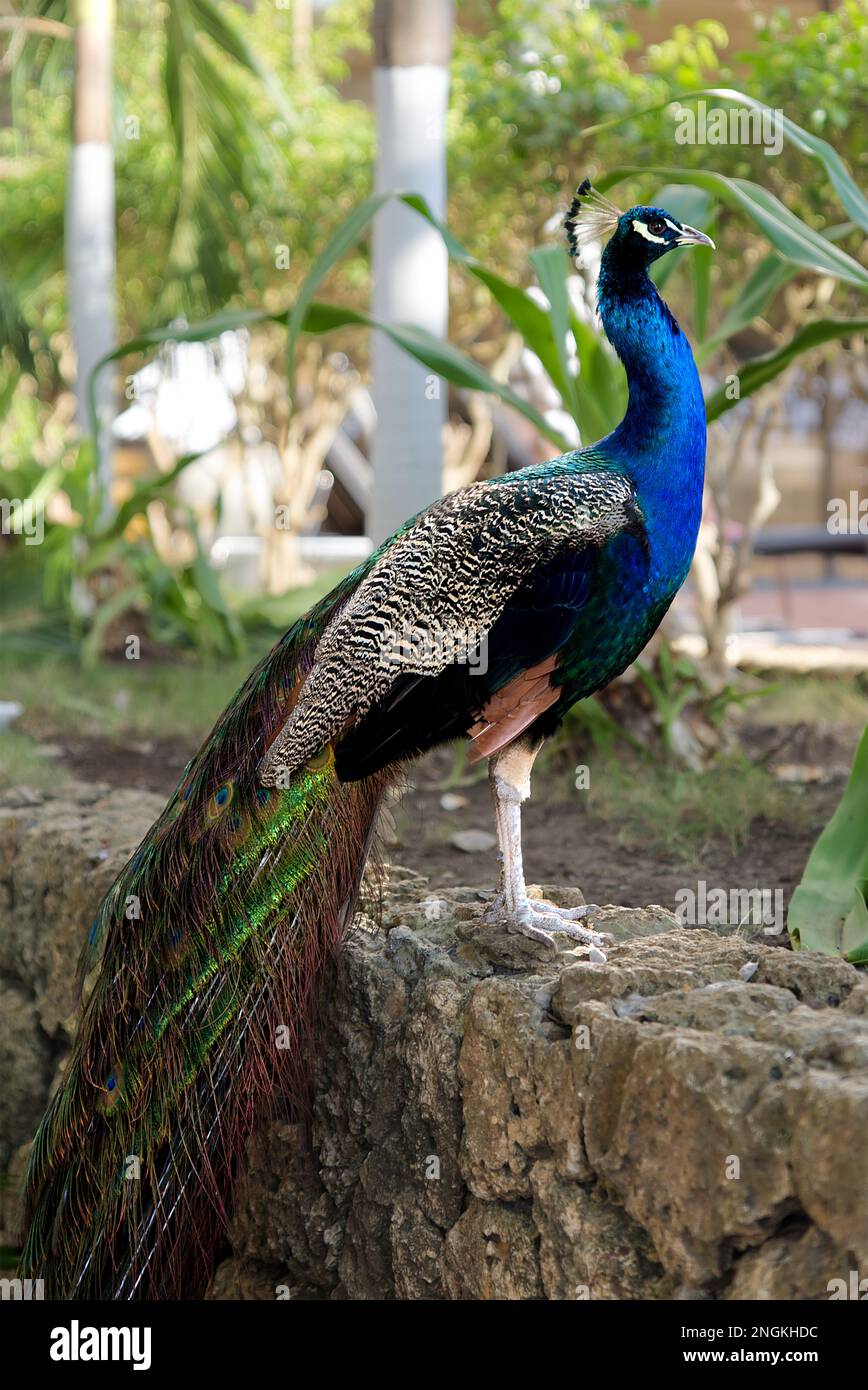 COMMON PEACOCK SOUTH AMERICA IN C ARTAGENA DE INDIAS COLOMBIA Stock ...