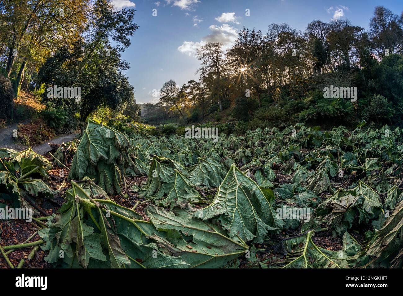 Trebah Garden; Gunnera Cut Back; Autumn; Cornwall; UK Stock Photo - Alamy