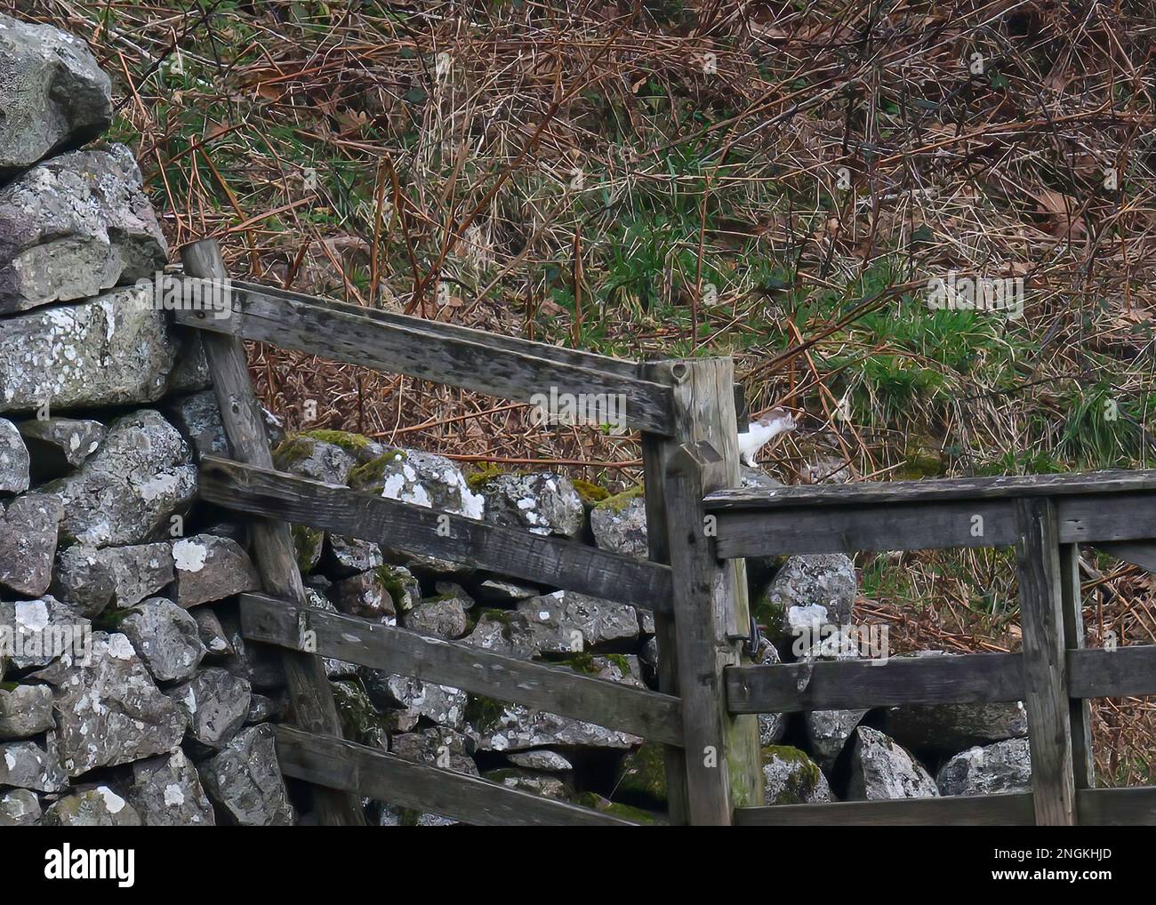 Stoat (Mustela erminea), in partial ermine, hunting along a stone wall ...