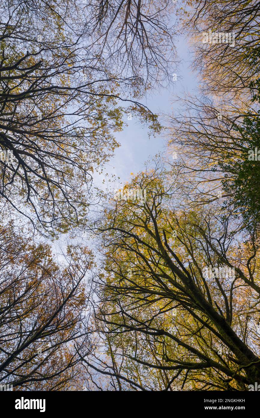 Canopy trees against sky hi-res stock photography and images - Alamy