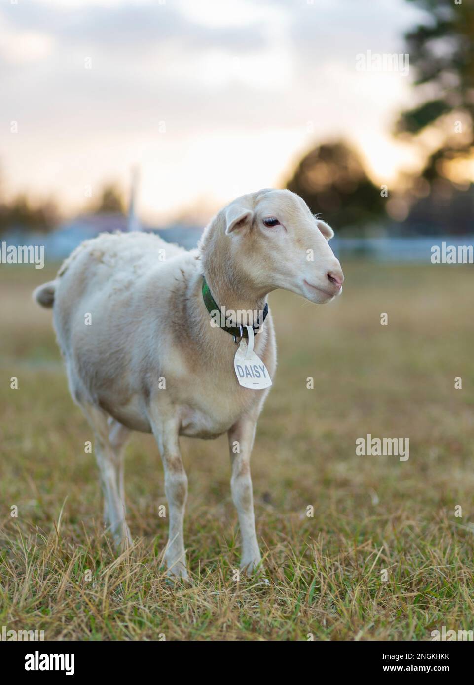 Daisy pasture sheep hi-res stock photography and images - Alamy