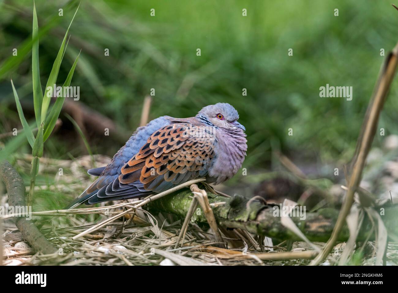 Turtle Dove; Streptopelia turtur; UK Stock Photo - Alamy