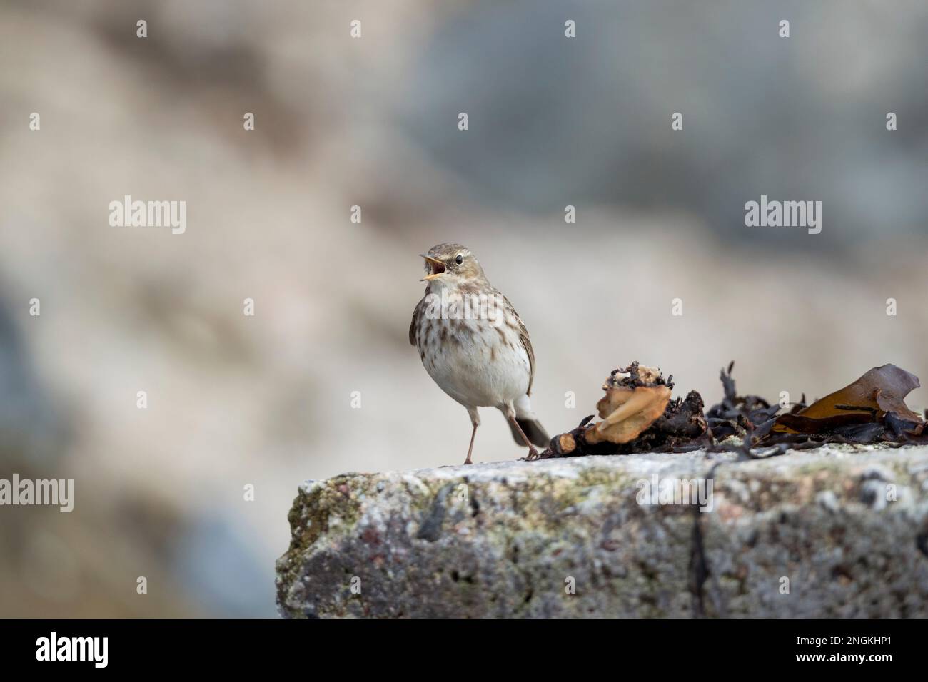 Water Pipit; Anthus spinoletta; Cornwall; UK Stock Photo - Alamy