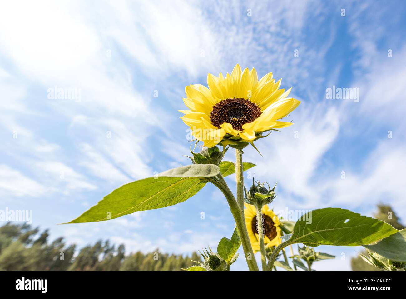 Sunflower in full bloom in a field Stock Photo - Alamy