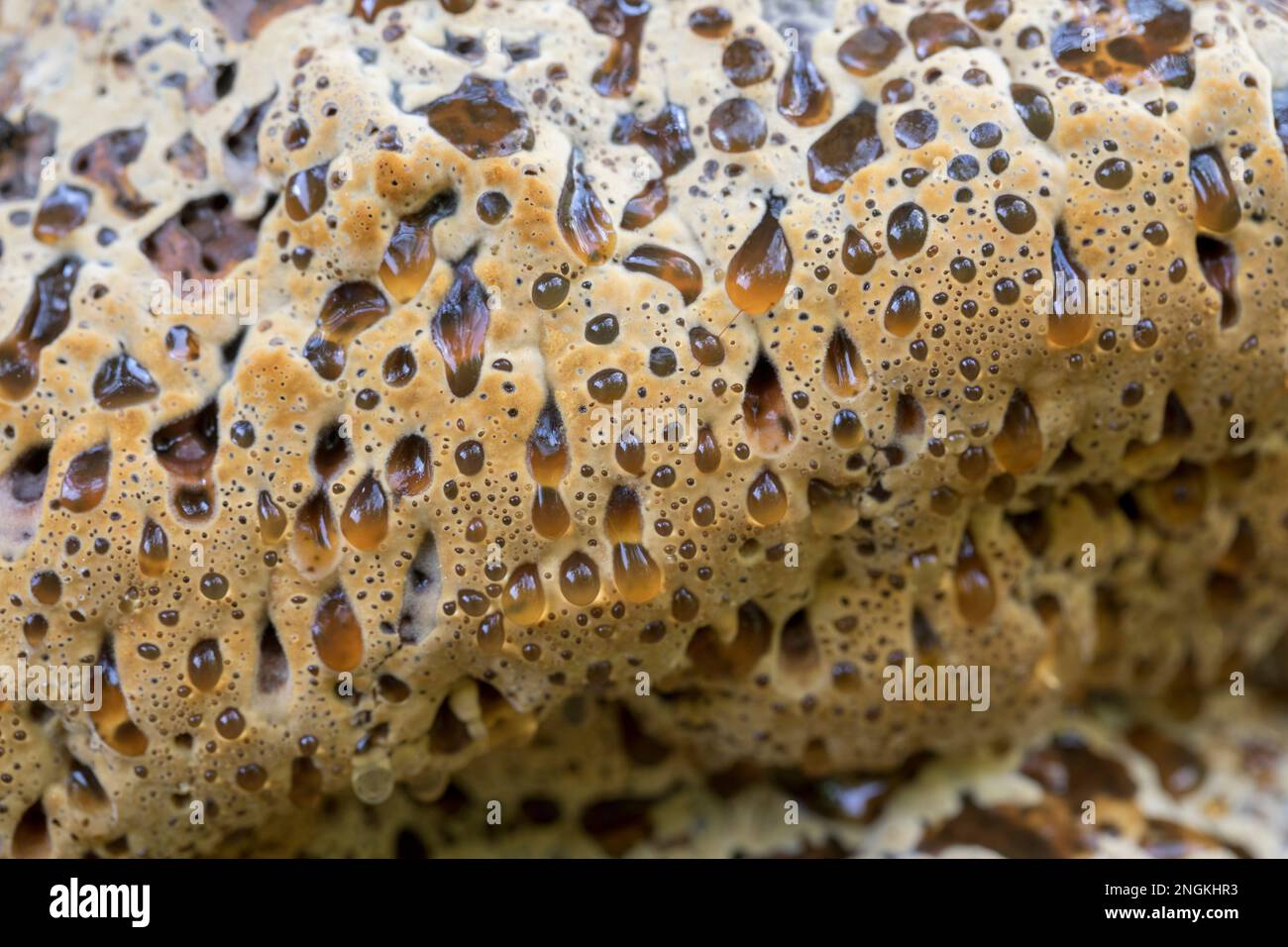 Weeping Oak Bracket Fungus; Inonotus dryadeus; UK Stock Photo - Alamy