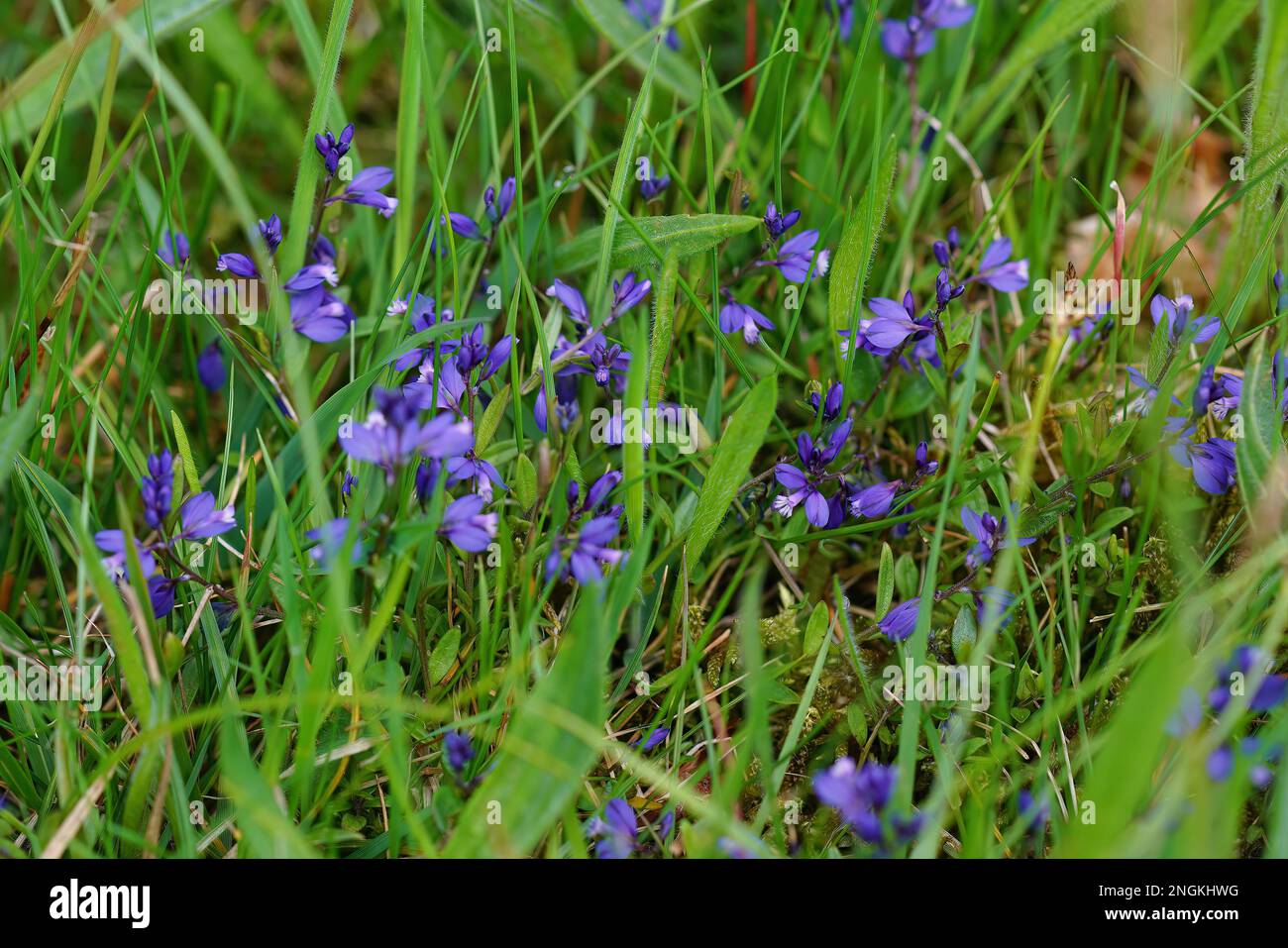 Natural closeup on the colorful blue Common Milkwort Polygala vulgaris ...