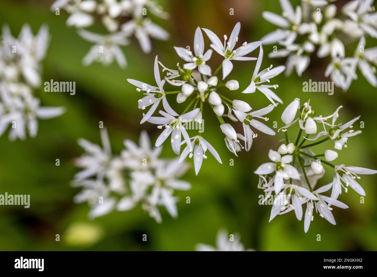 Ramsons allium ursinum flowers hi-res stock photography and images - Alamy